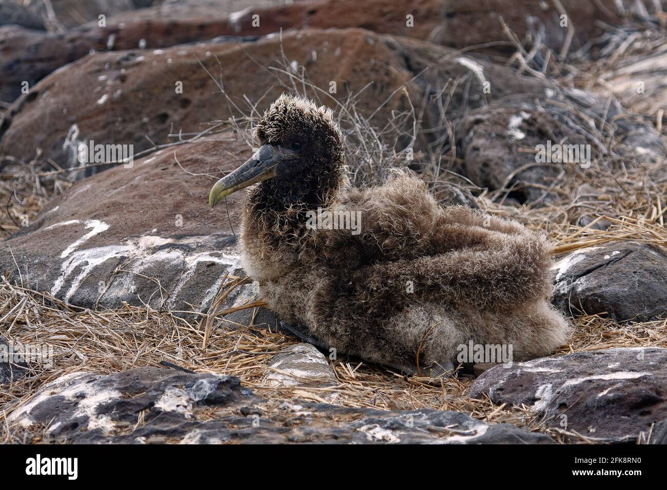 Waved albatross chick; Diomedea irrorata; fluffy feathers; mottled ...