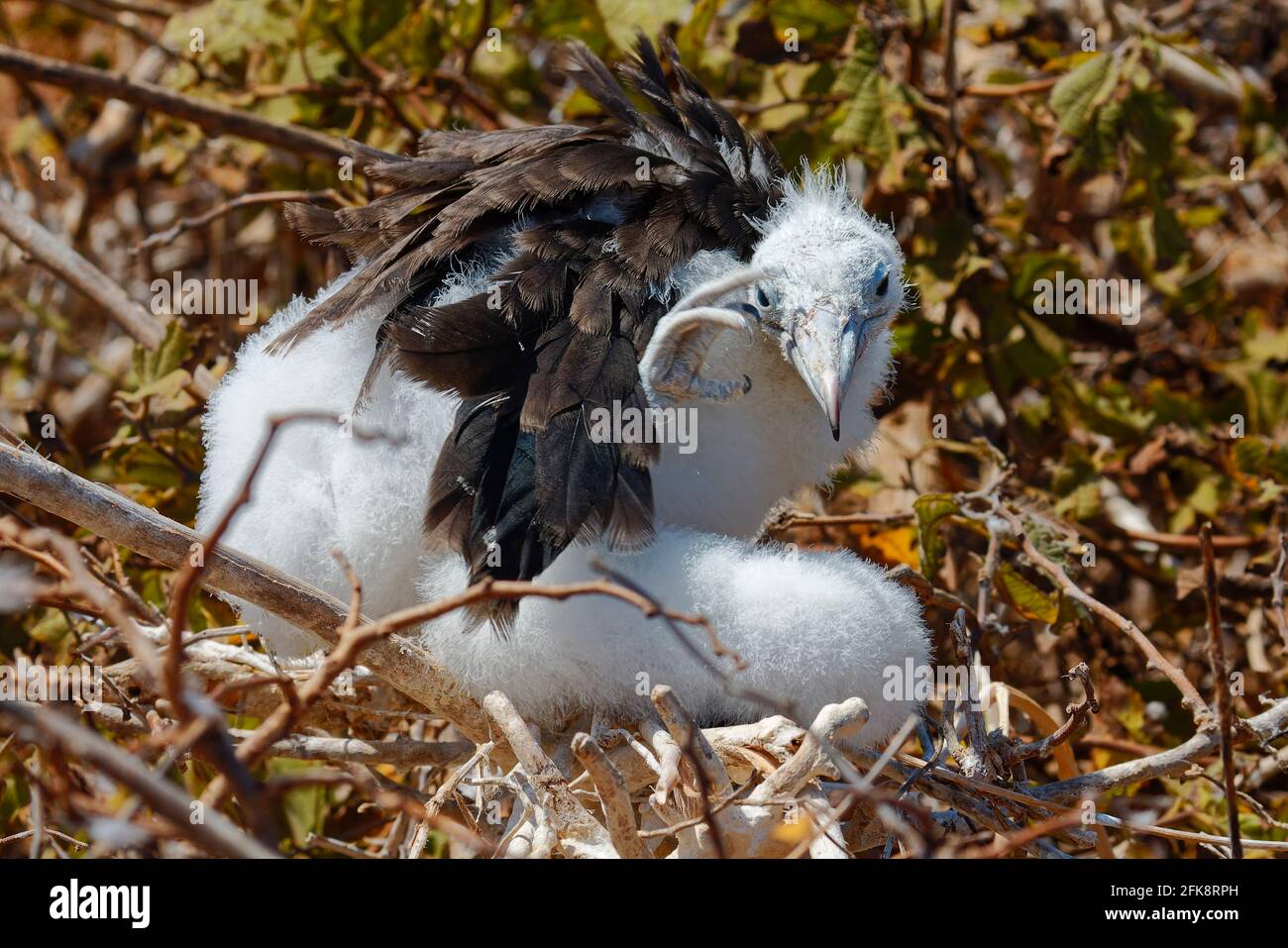 Waved albatross, young; foot scratching head, Diomedea irrorata; fluffy ...