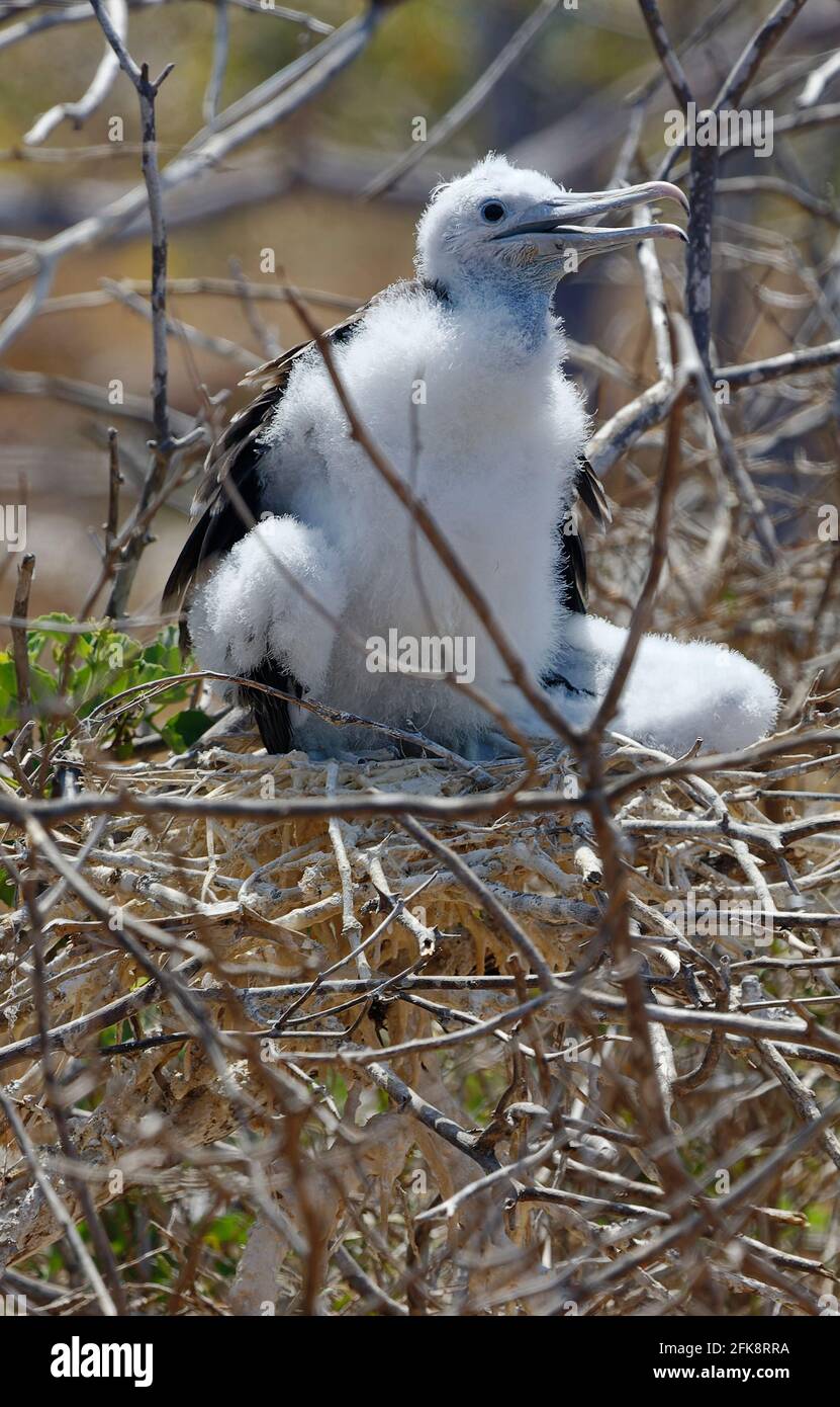 Waved albatross, young; beak open, Diomedea irrorata; fluffy feathers ...