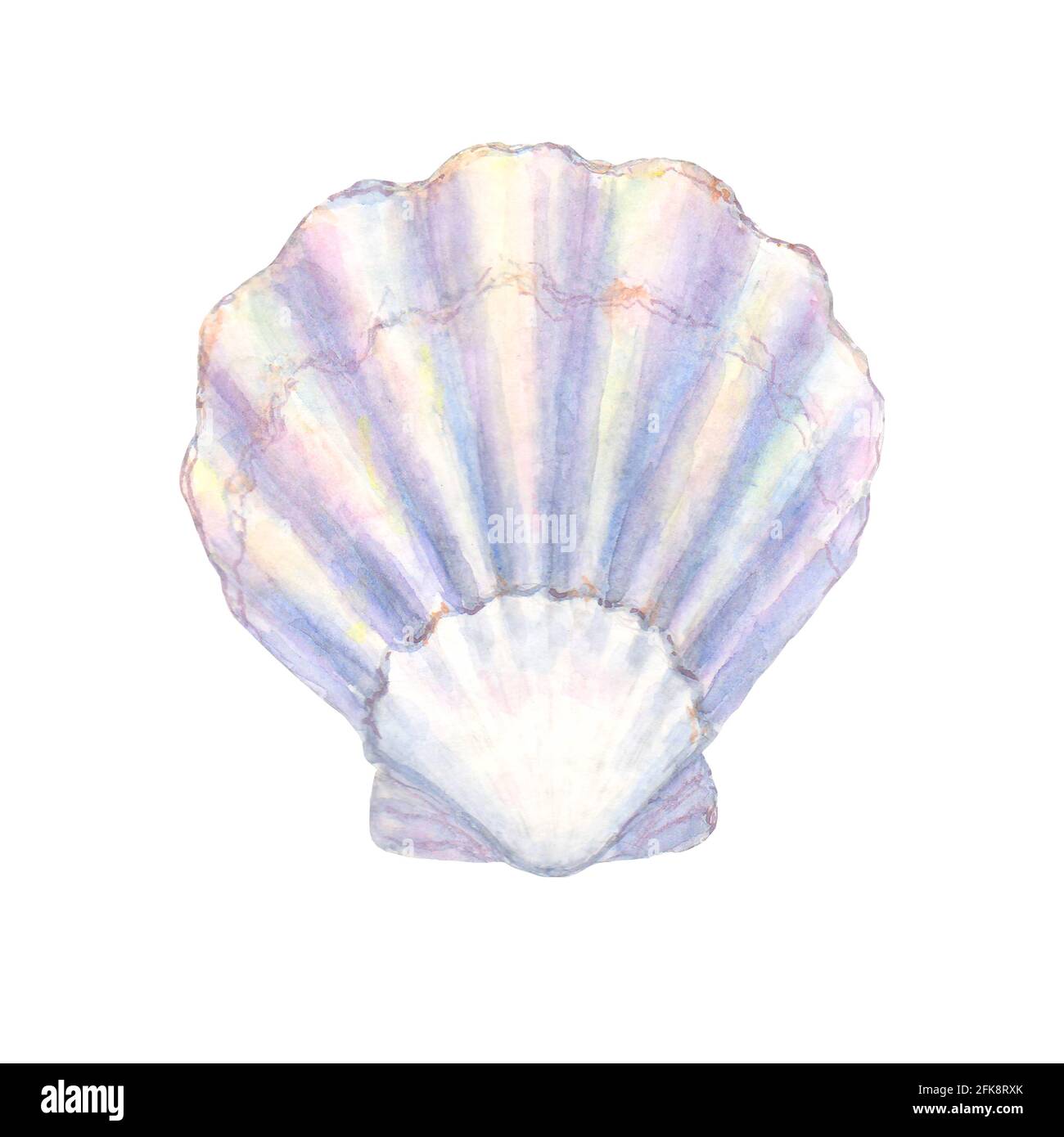 Seashell watercolor illustration. Watercolour hand drawn sea shell ...