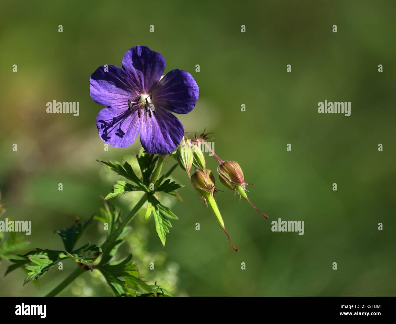 a flower pretending to be a sundial - geranium pratense Stock Photo - Alamy