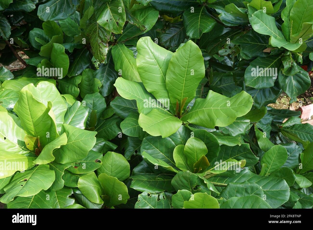 Terminalia catappa on the nature. Also called country almond, sea ...
