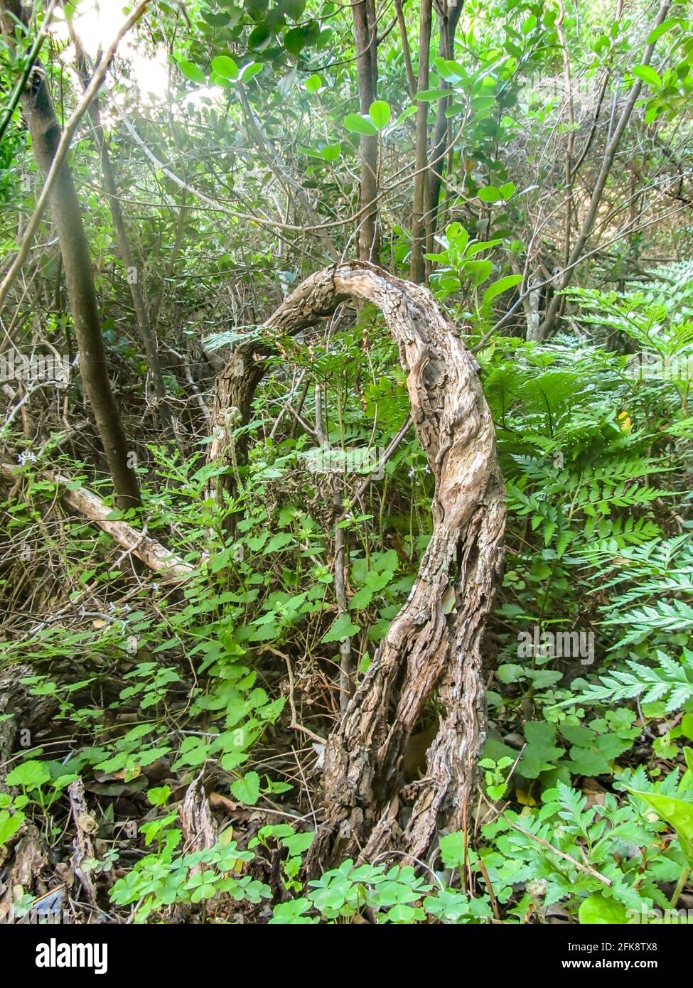 Deadfall hi-res stock photography and images - Alamy