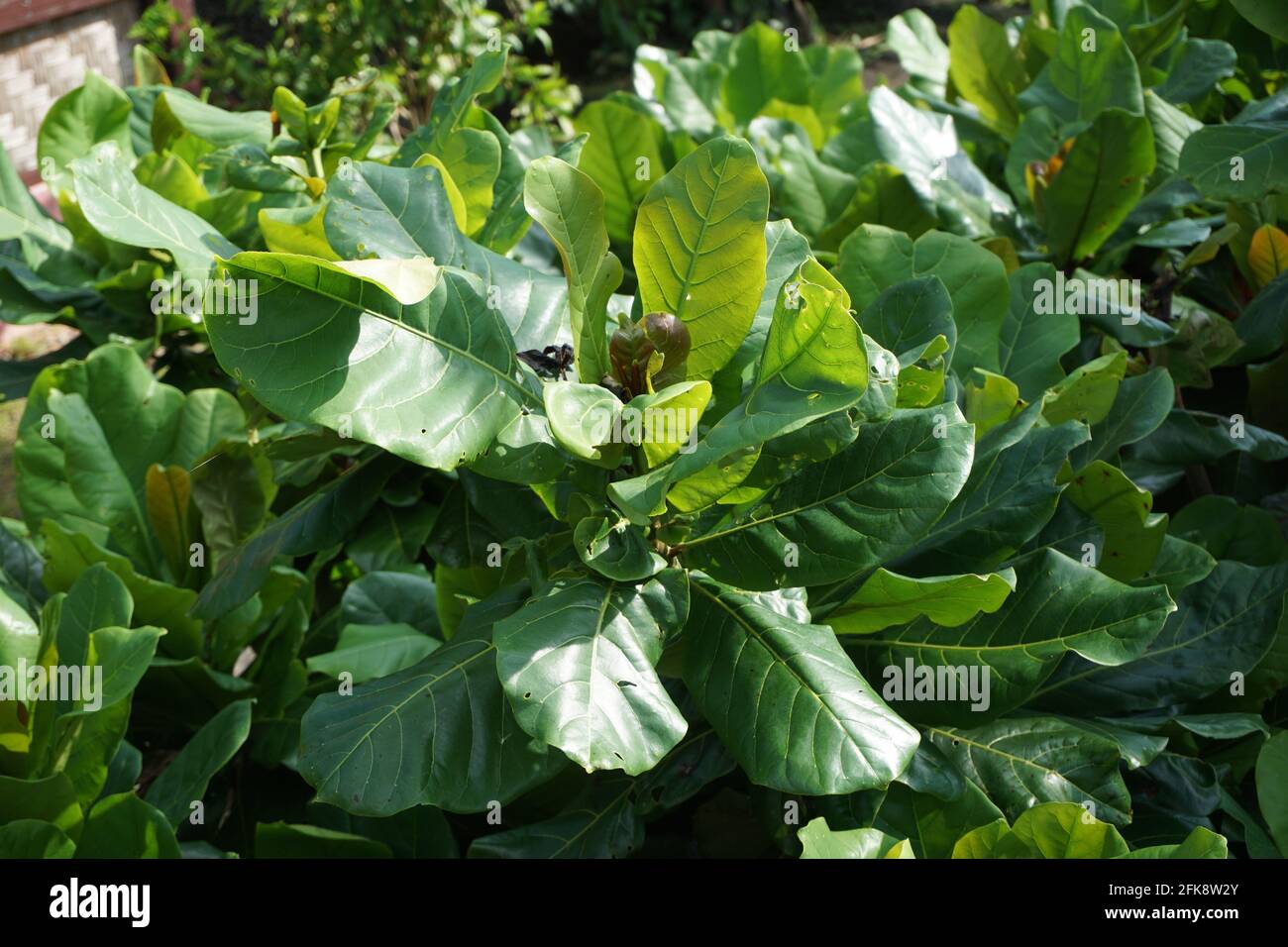 Terminalia catappa on the nature. Also called country almond, sea ...