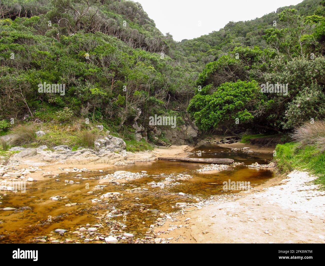 A small, tea colored stream, exiting the afrotemprate rainforest in the ...