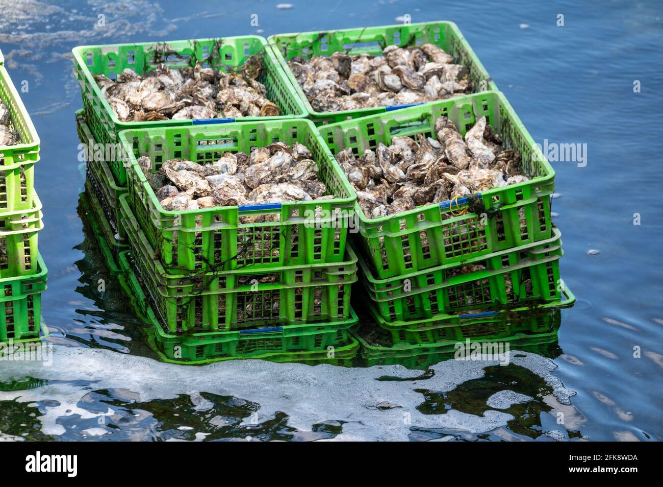 Oysters growing systems, keeping oysters in concrete oyster pits, where ...
