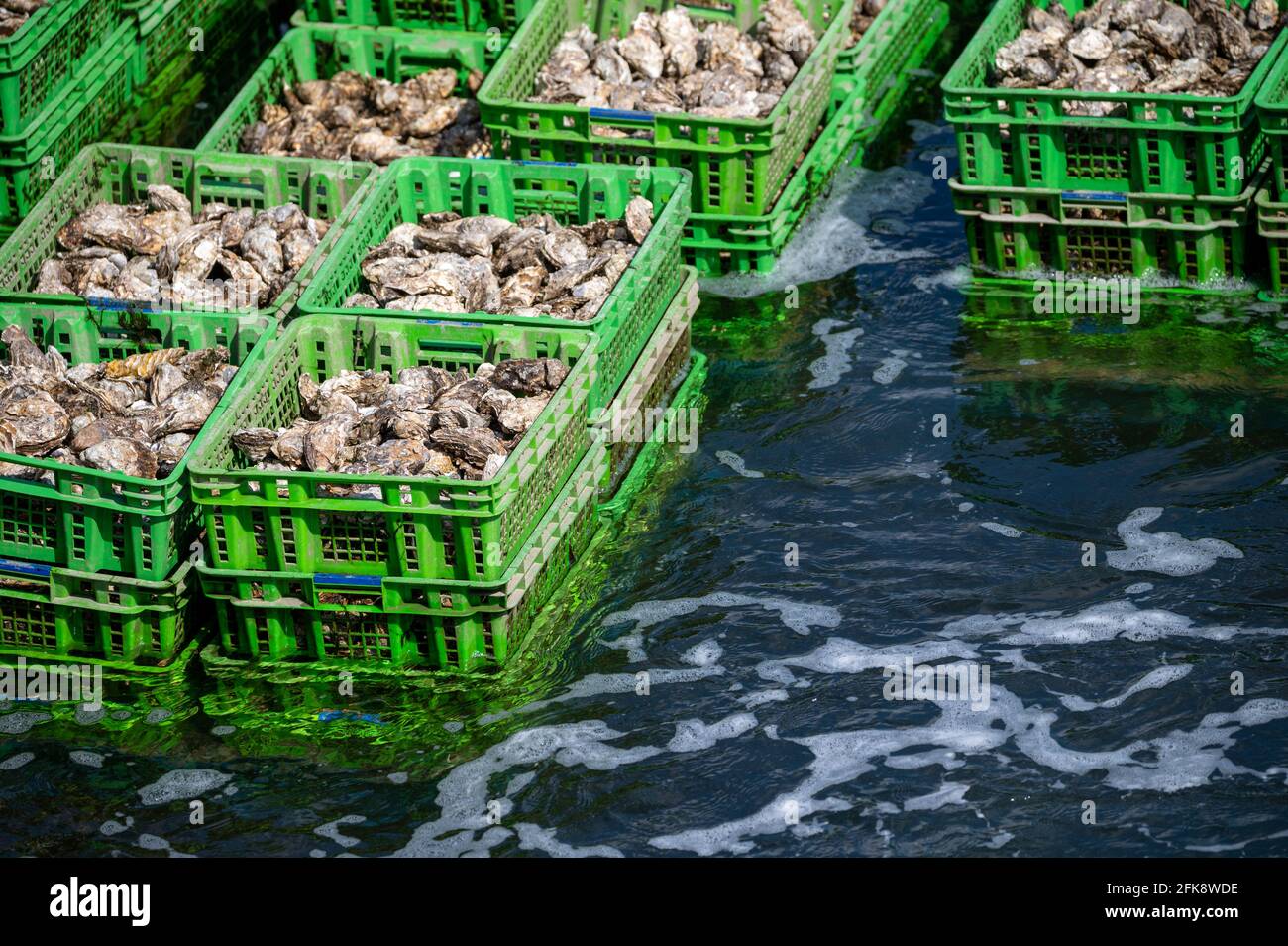 Oysters growing systems, keeping oysters in concrete oyster pits, where ...