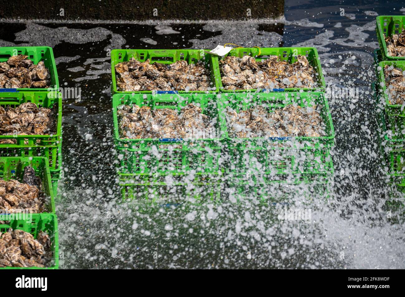 Oysters growing systems, keeping oysters in concrete oyster pits, where ...