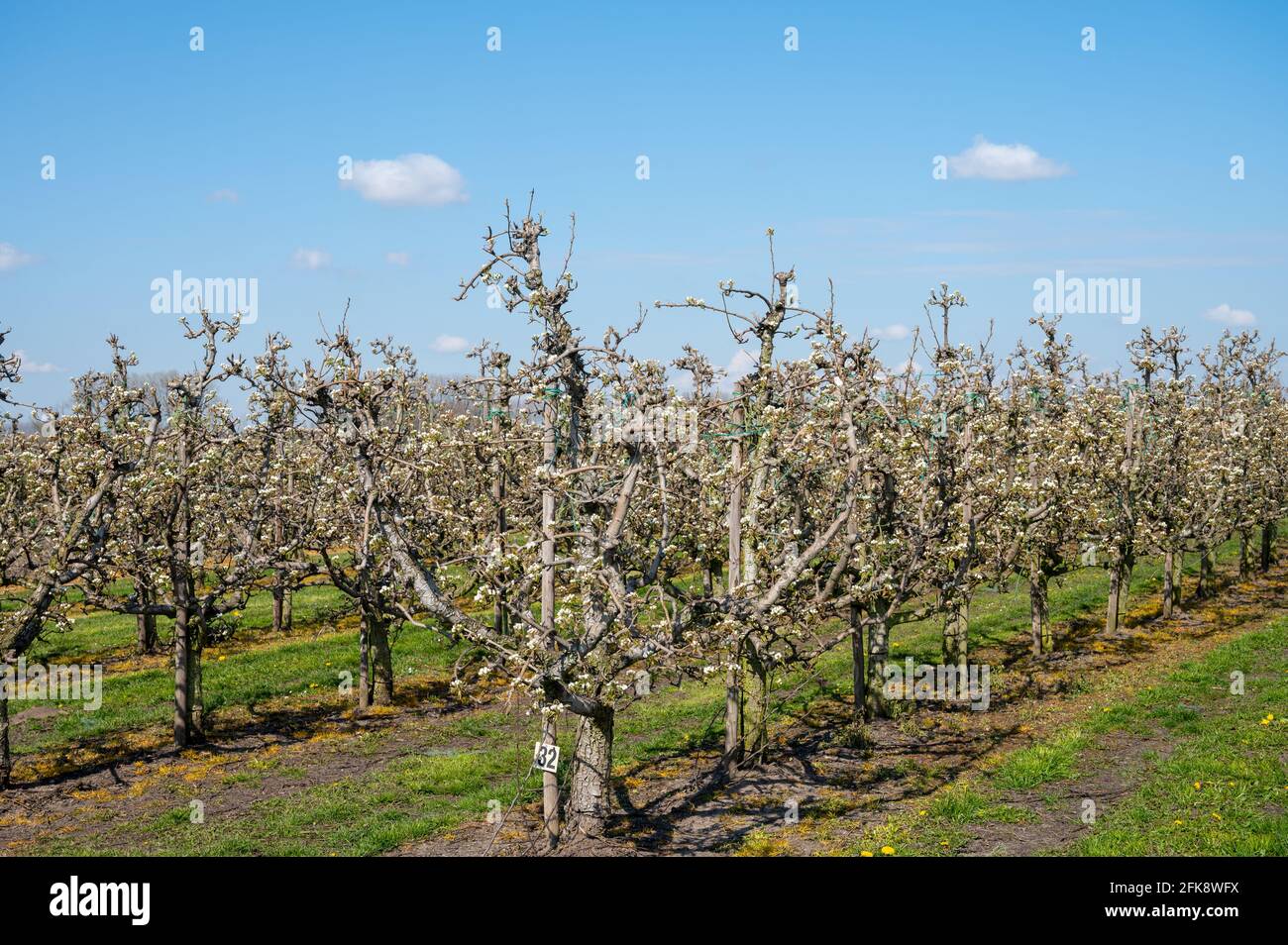 Cultivation of pear fruits on Dutch orchards, spring white blossom of ...