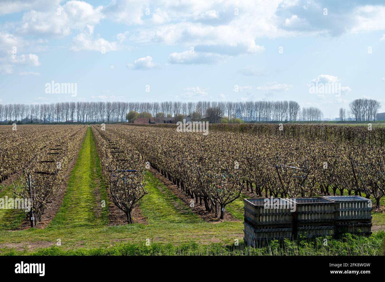 Cultivation of pear fruits on Dutch orchards, spring white blossom of ...