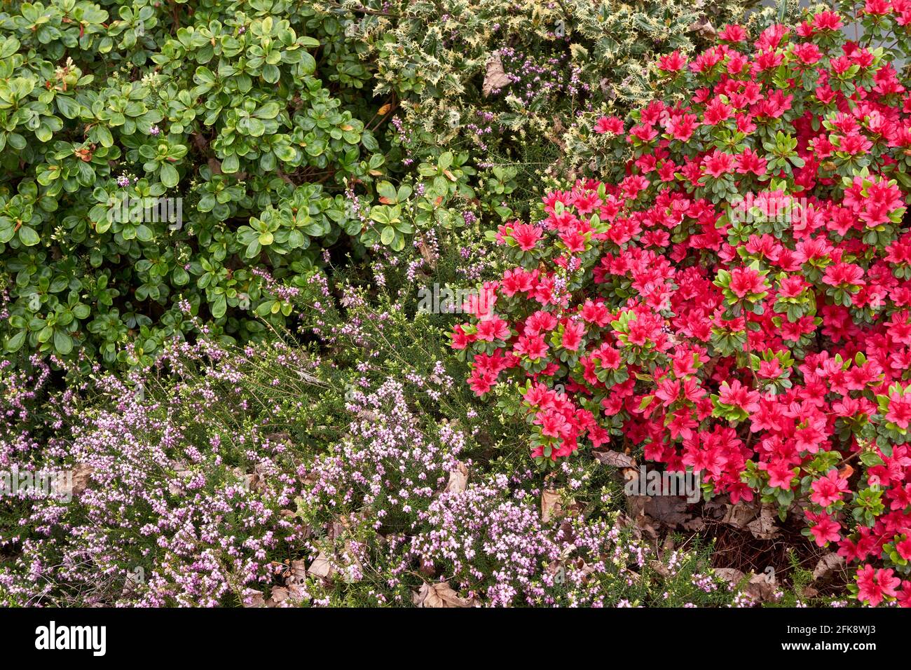 Spring of holly hi-res stock photography and images - Alamy