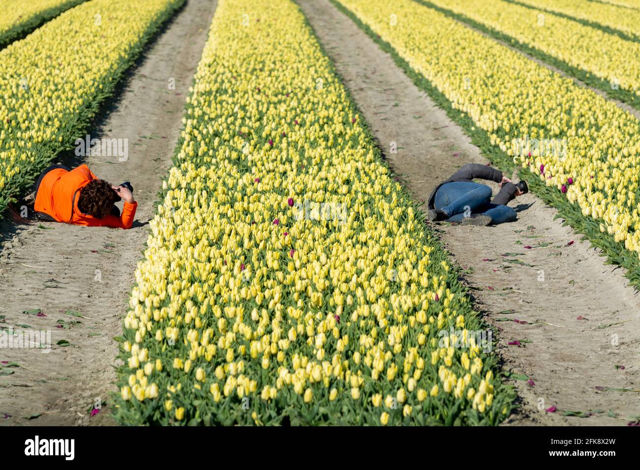 Difficult work of photographer, unidentified woman lies on ground and ...