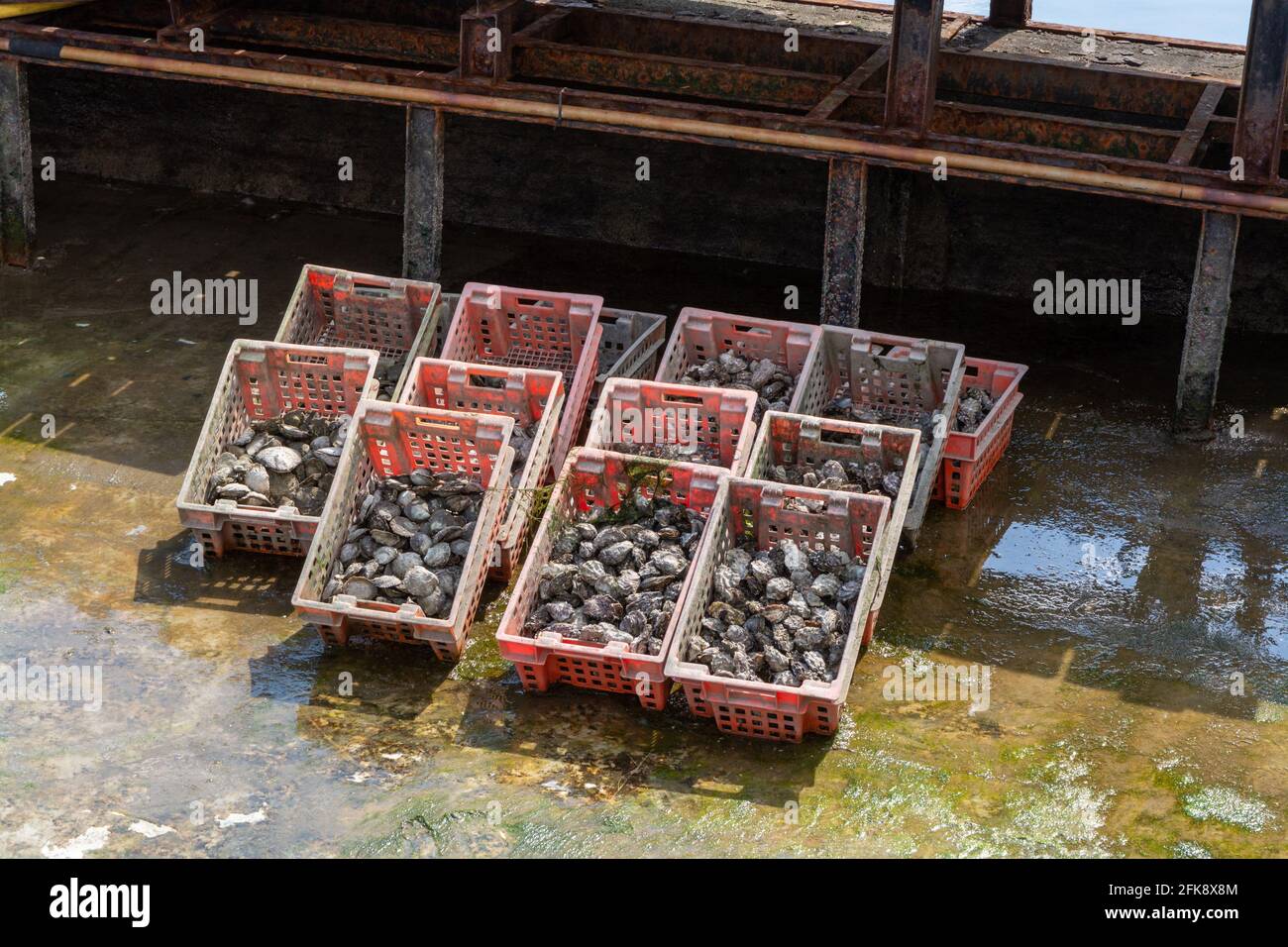 Oysters growing systems, keeping oysters in concrete oyster pits, where ...