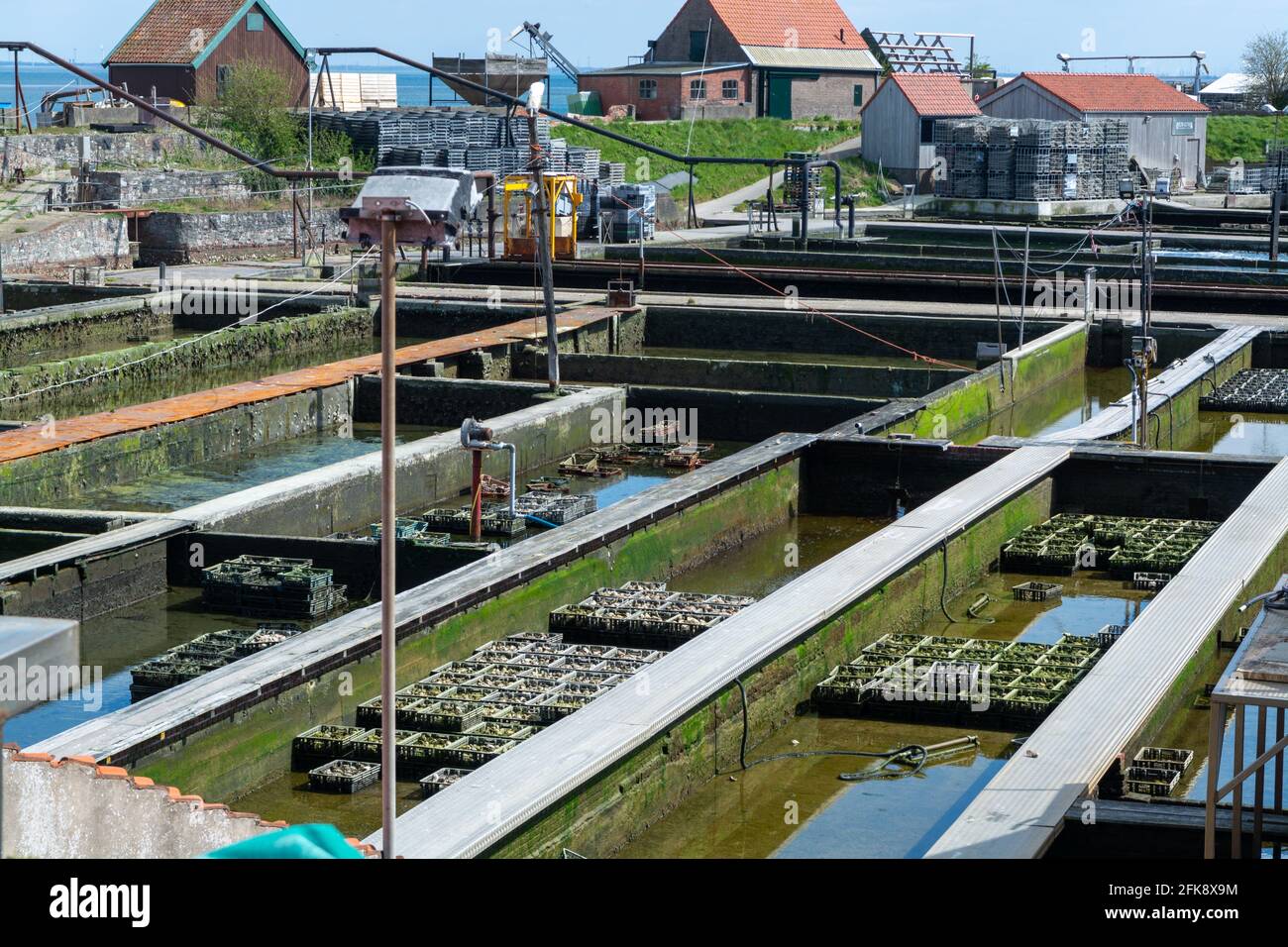 Oysters growing systems, keeping oysters in concrete oyster pits, where ...