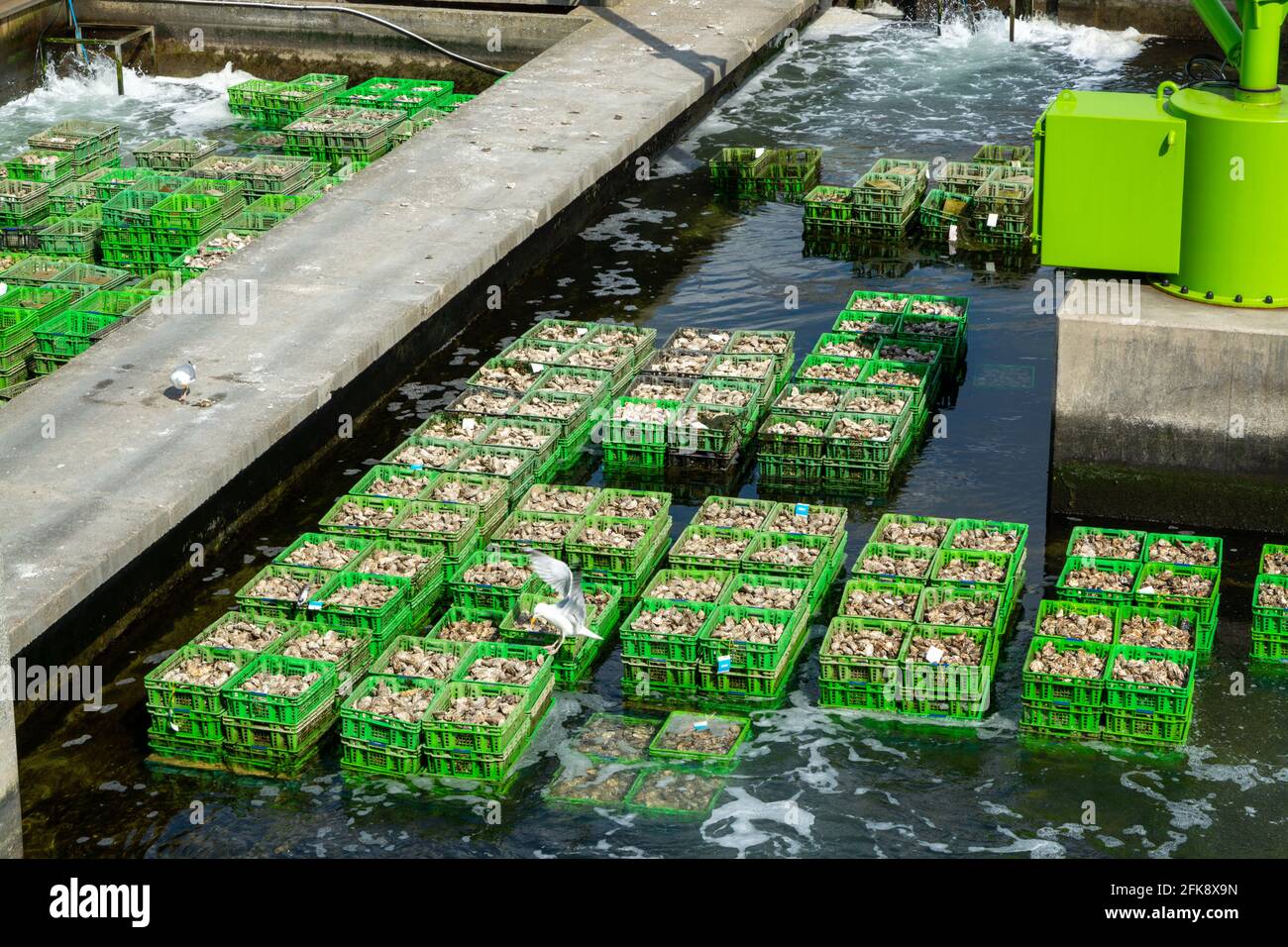 Oysters growing systems, keeping oysters in concrete oyster pits, where ...