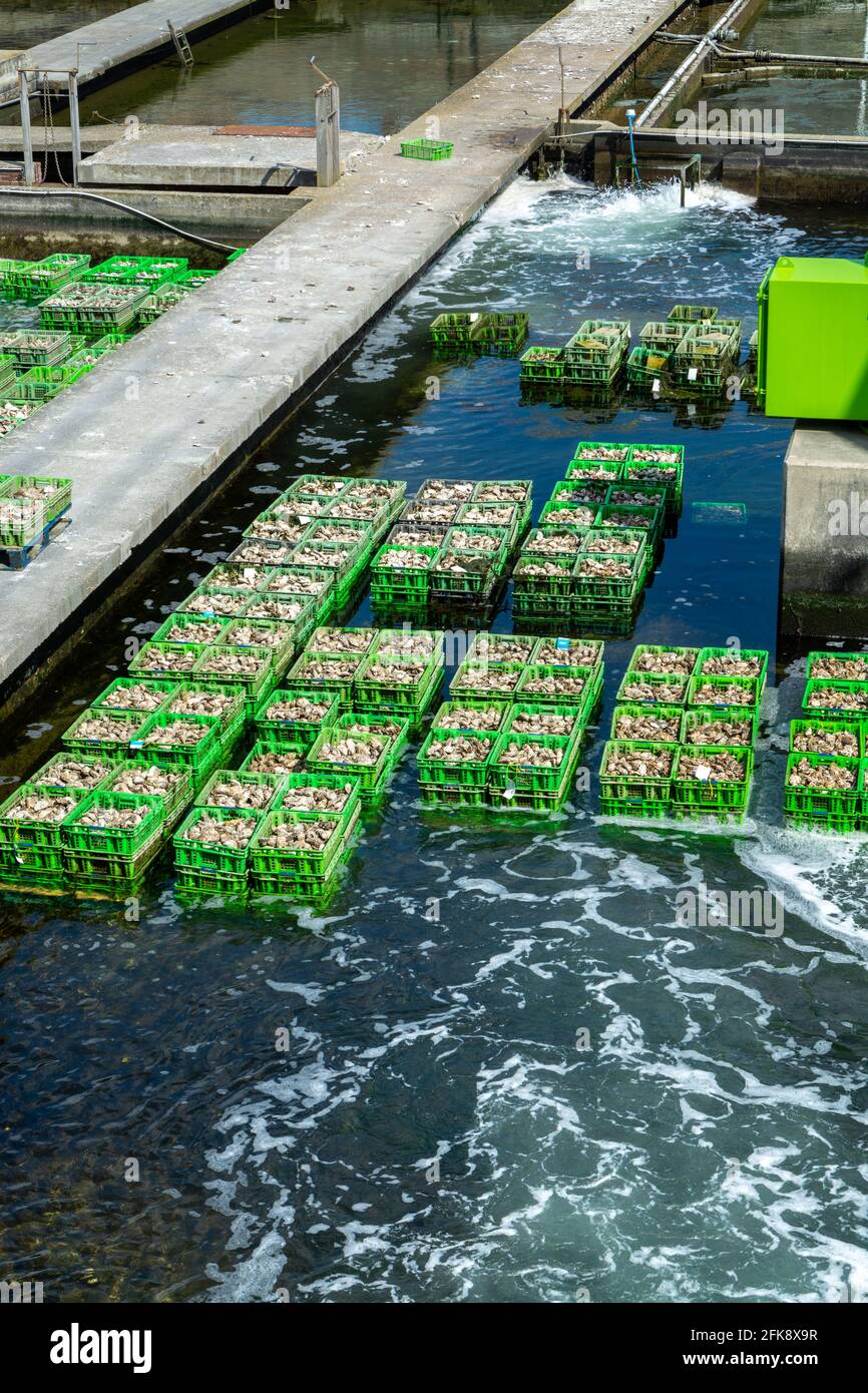 Oysters growing systems, keeping oysters in concrete oyster pits, where ...