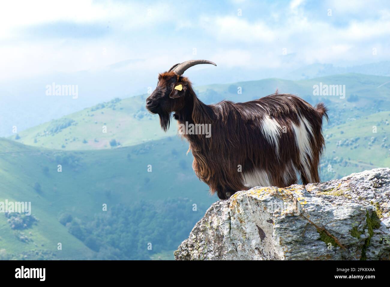 Pyrenean goat overlooking hills and valleys of the French Basque ...