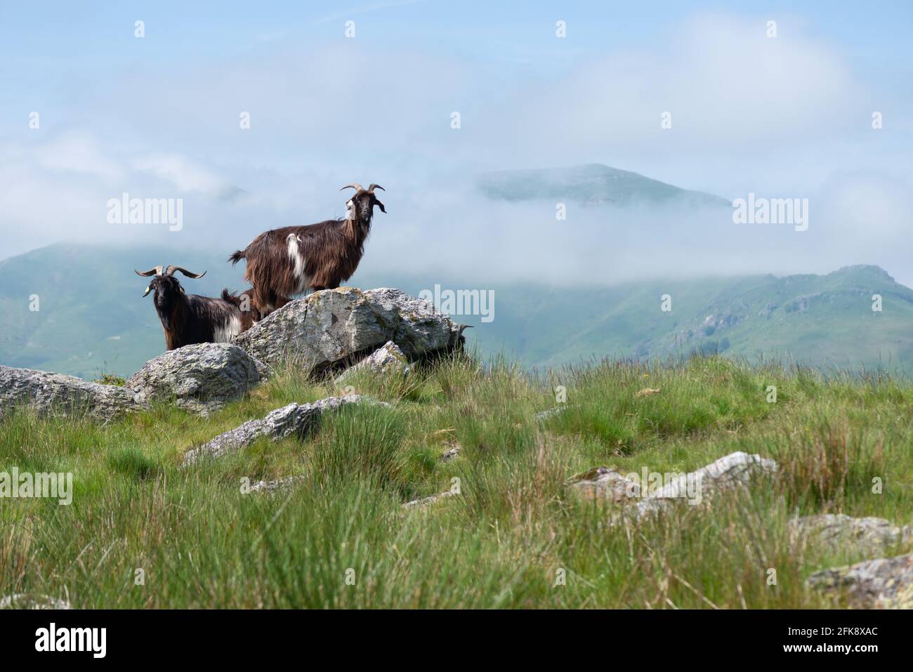 Pyrenean valleys goat hi-res stock photography and images - Alamy