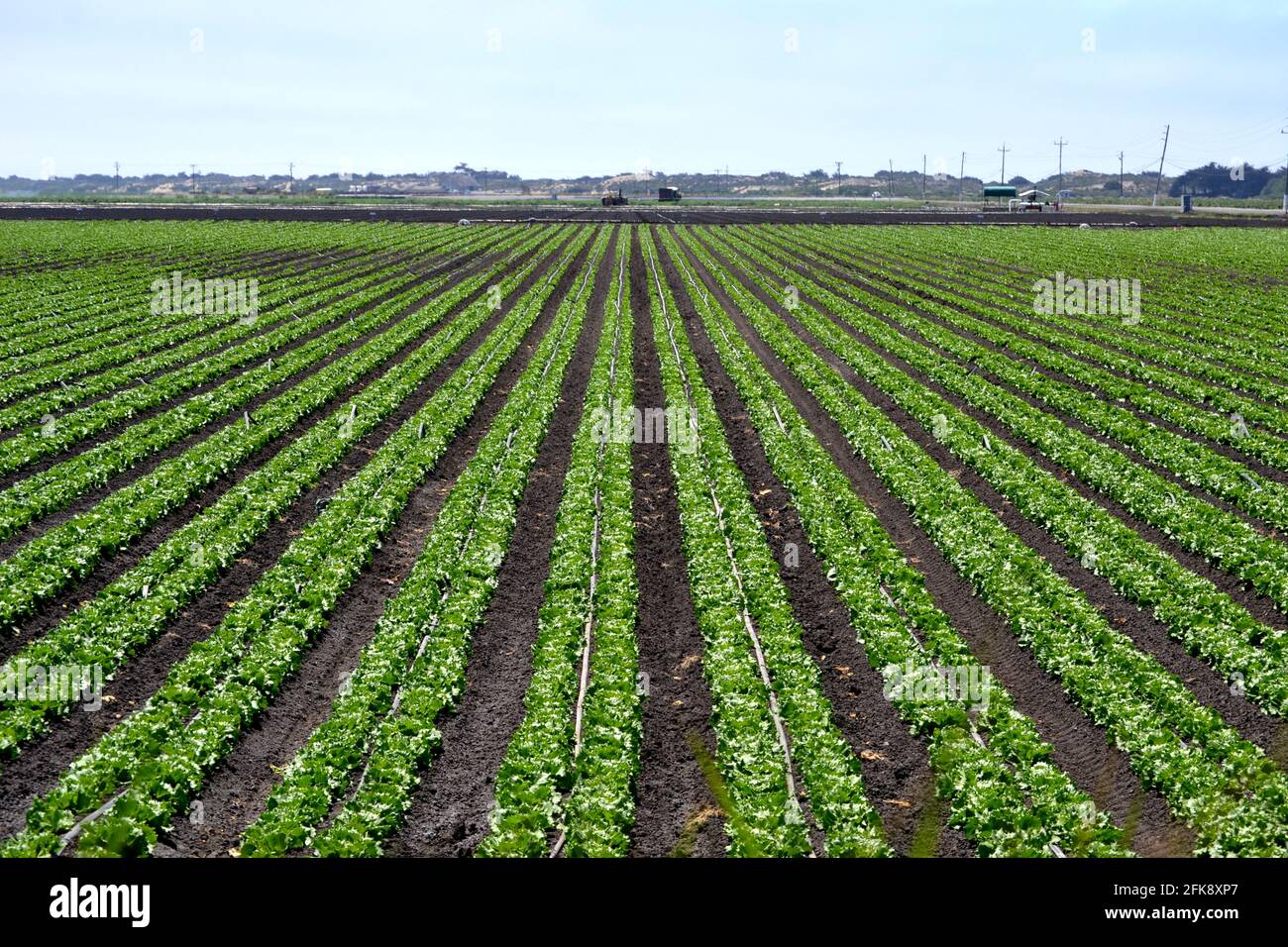 Lettuce Crops Agricultural Fields, Salinas, California Stock Photo - Alamy