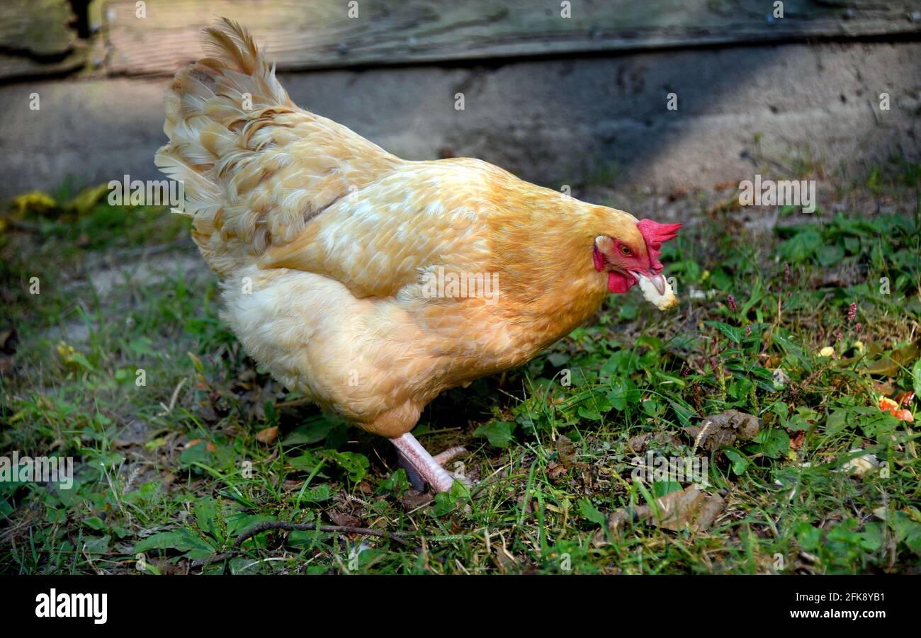 Red hen stands with a piece of bread in her beak. She is enjoying some ...