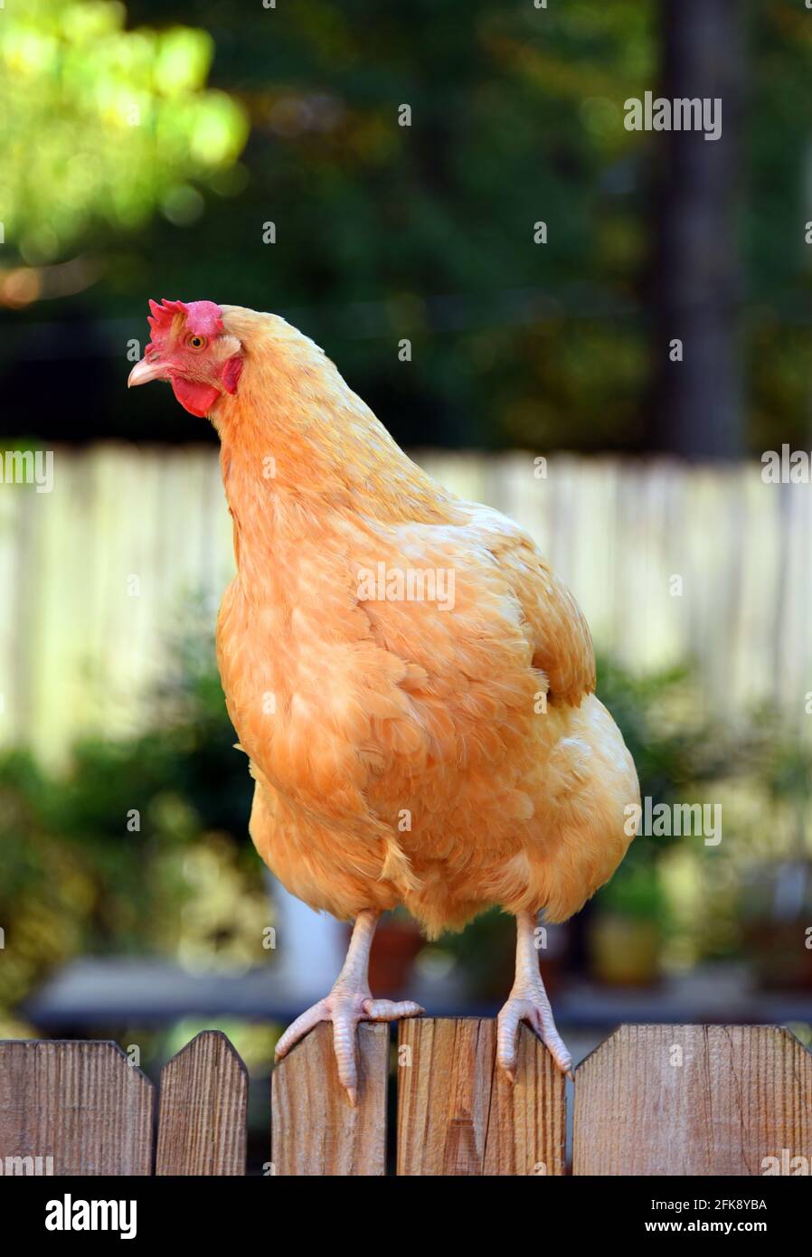 Chicken standing and looking hi-res stock photography and images - Alamy