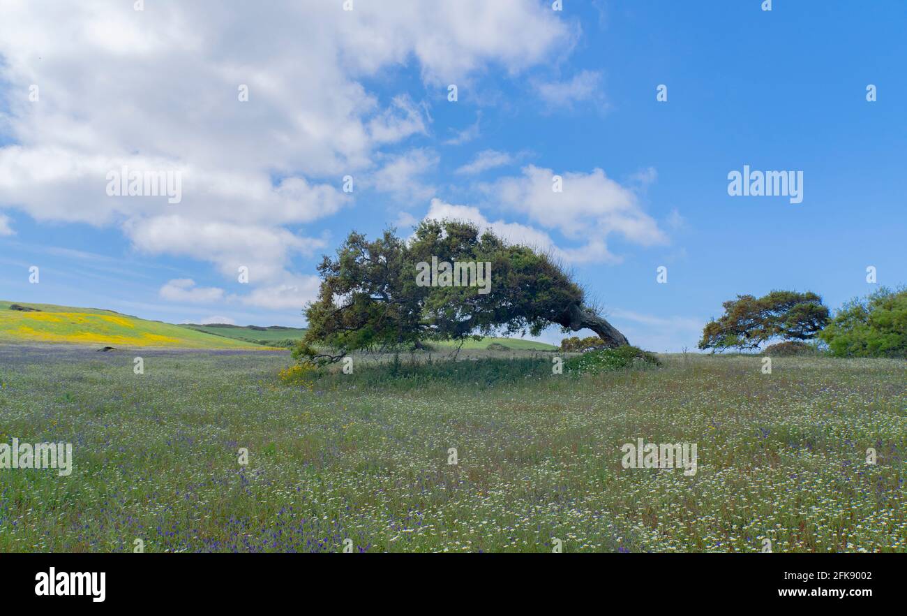 Mistral wind hi-res stock photography and images - Alamy