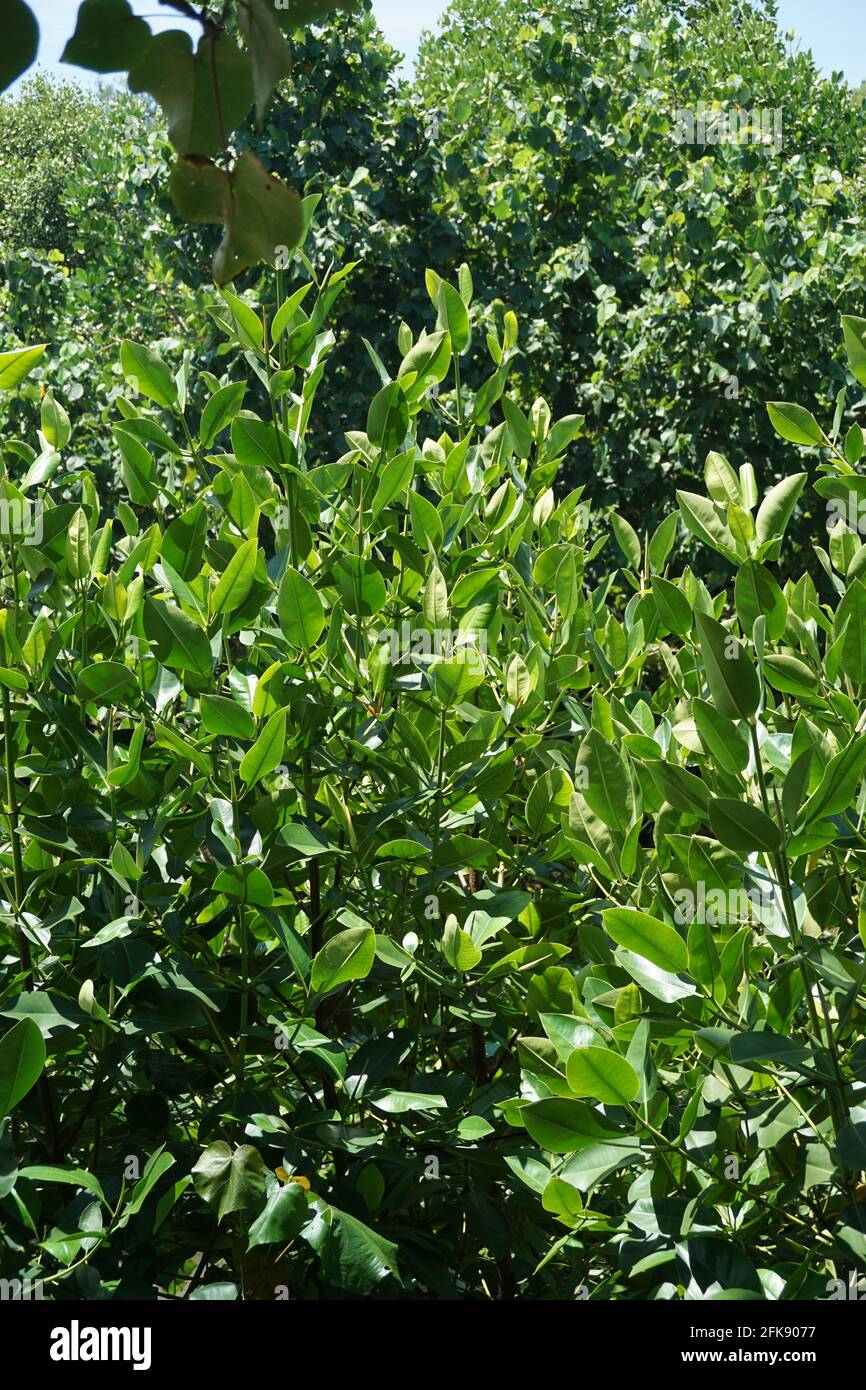Mangrove with a natural background. Indonesian call it bakau Stock ...