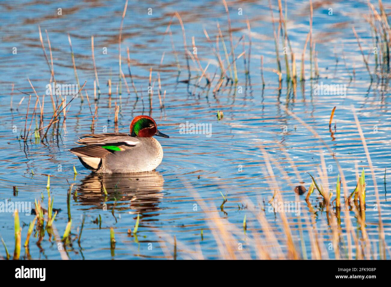 Nuptual plumage hi-res stock photography and images - Alamy