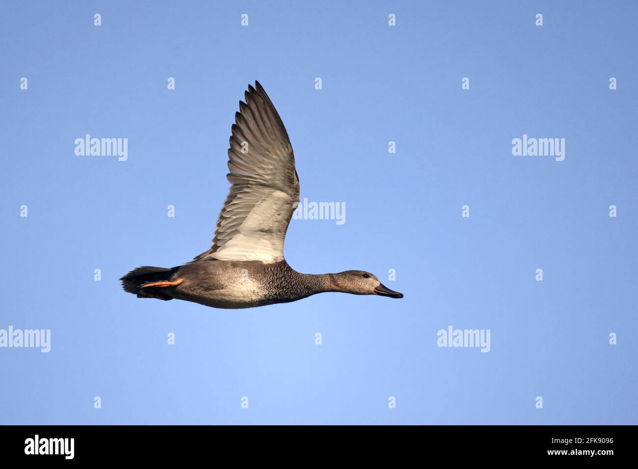 Gadwall male drake hi-res stock photography and images - Alamy