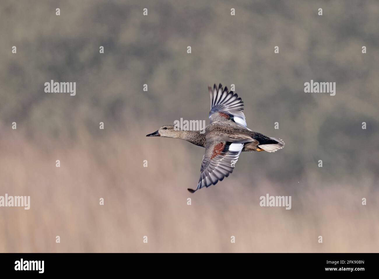 Drake Gadwall in flight Shapwick Heath Somerset UK Stock Photo - Alamy