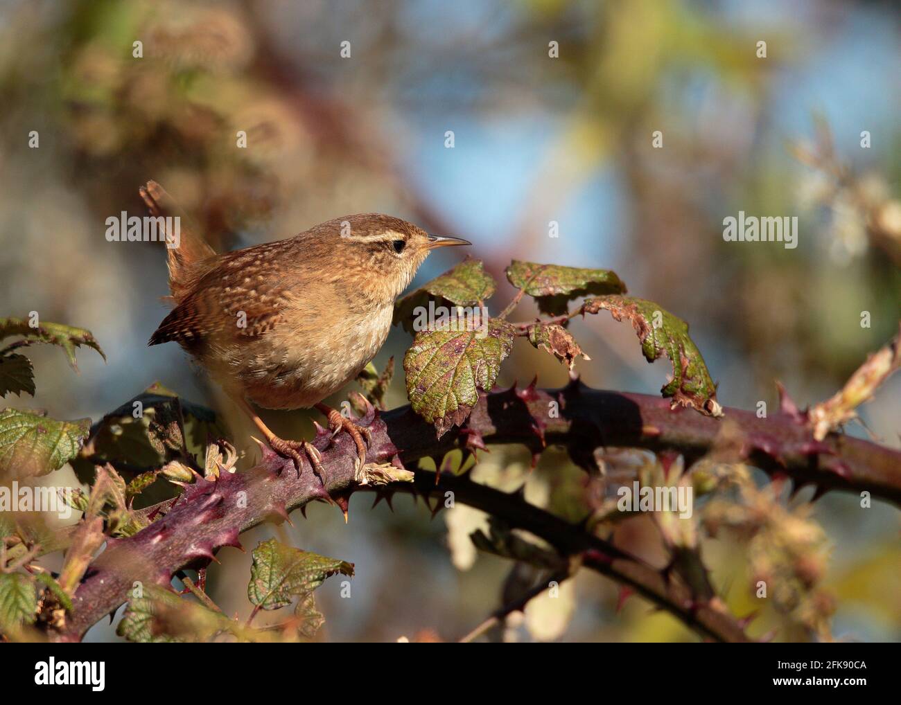 Wren bird ireland hi-res stock photography and images - Alamy