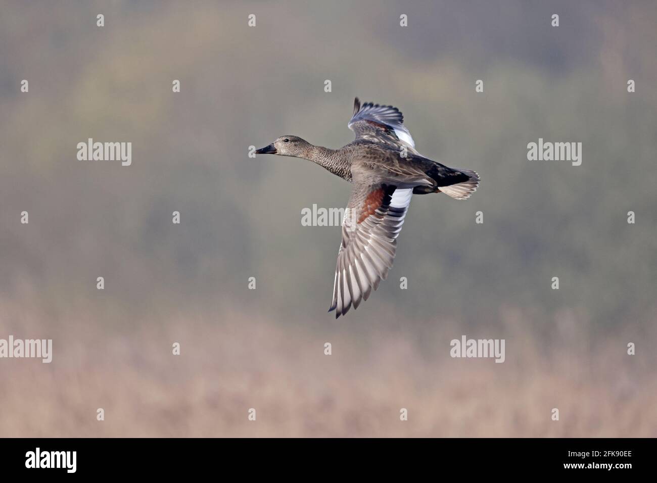Drake Gadwall in flight Shapwick Heath Somerset UK Stock Photo - Alamy