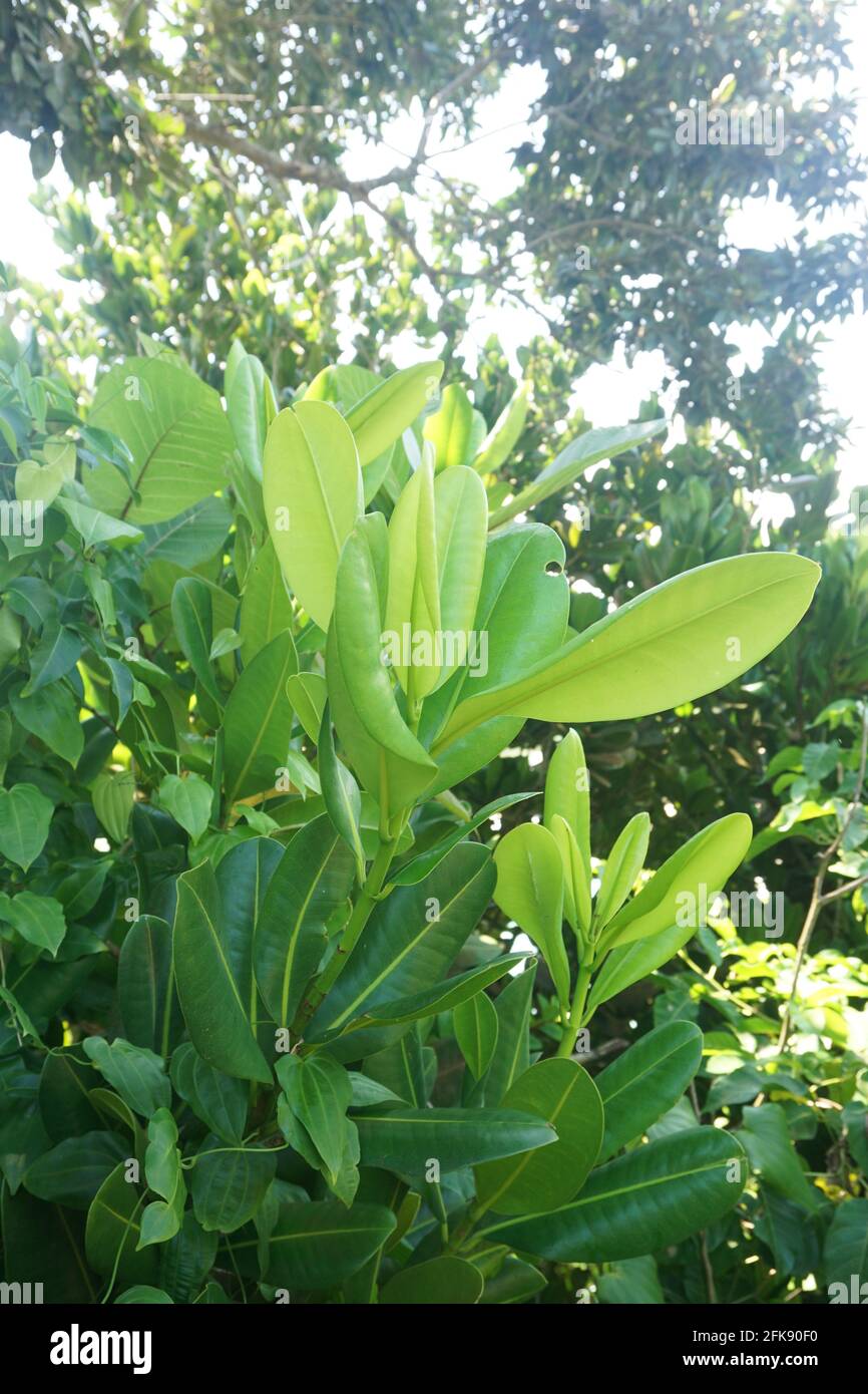 Rhizophora apiculata flower hi-res stock photography and images - Alamy