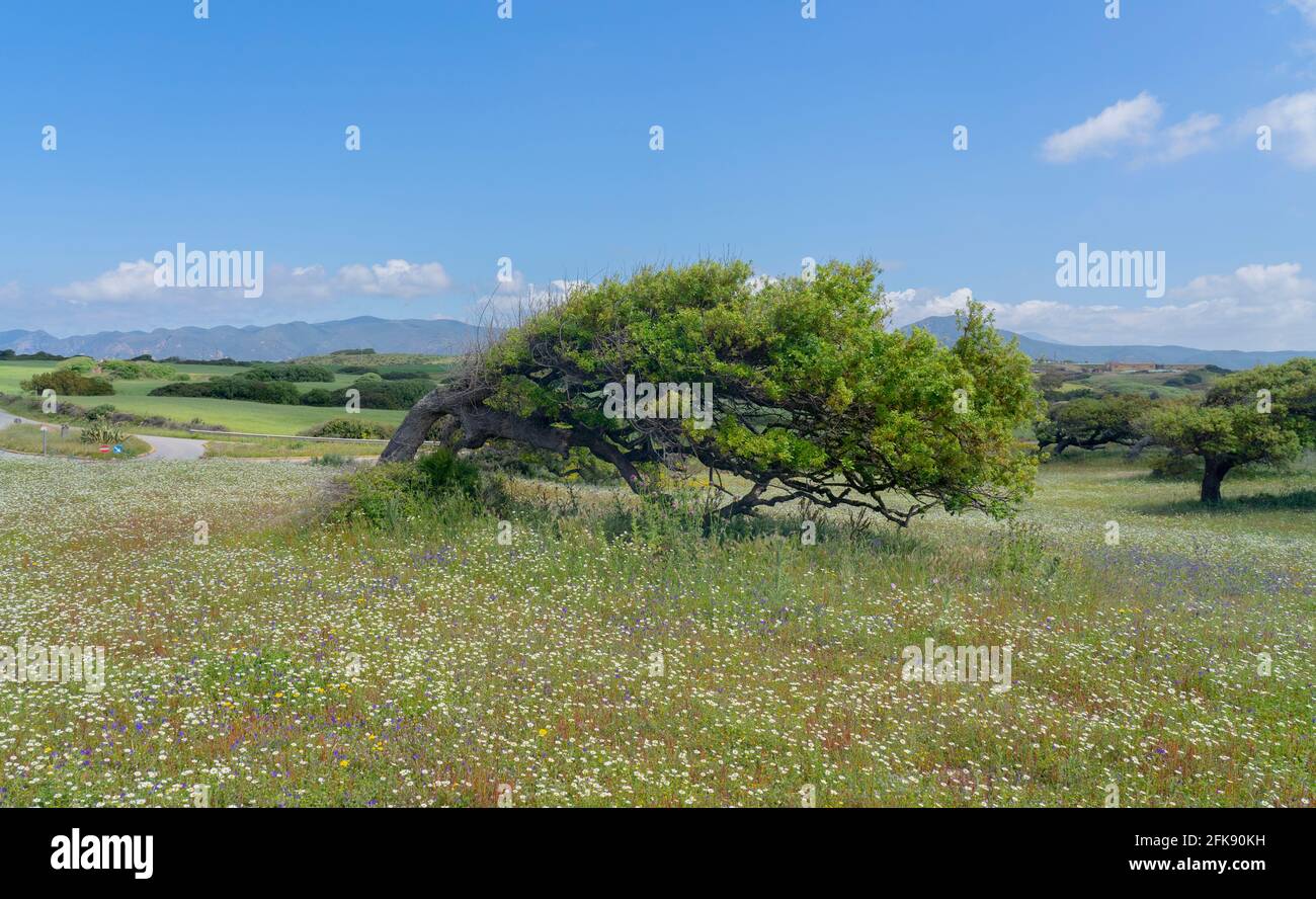 Mistral wind hi-res stock photography and images - Alamy