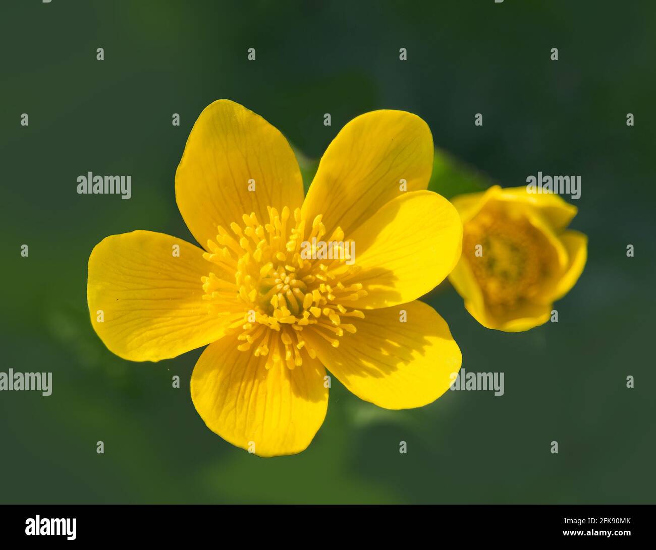 Top view to blossom of marsh marigold, kingcup, Caltha palustris flower ...