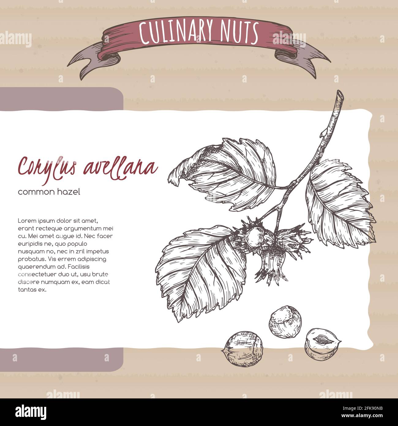 Corylus avellana aka common hazel branch and nuts sketch on cardboard ...