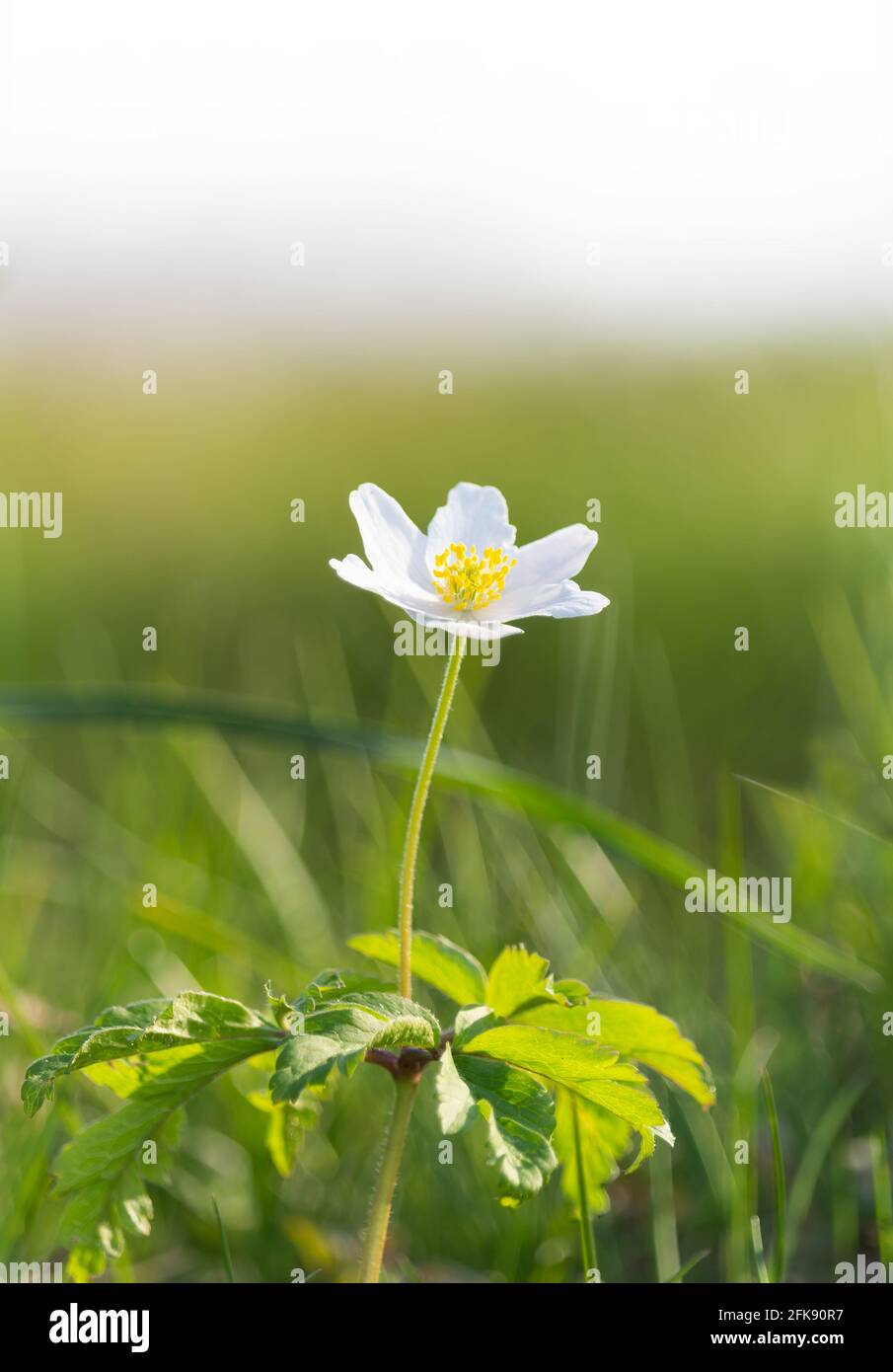 Anemone windflower ranunculaceae flower hi-res stock photography and ...