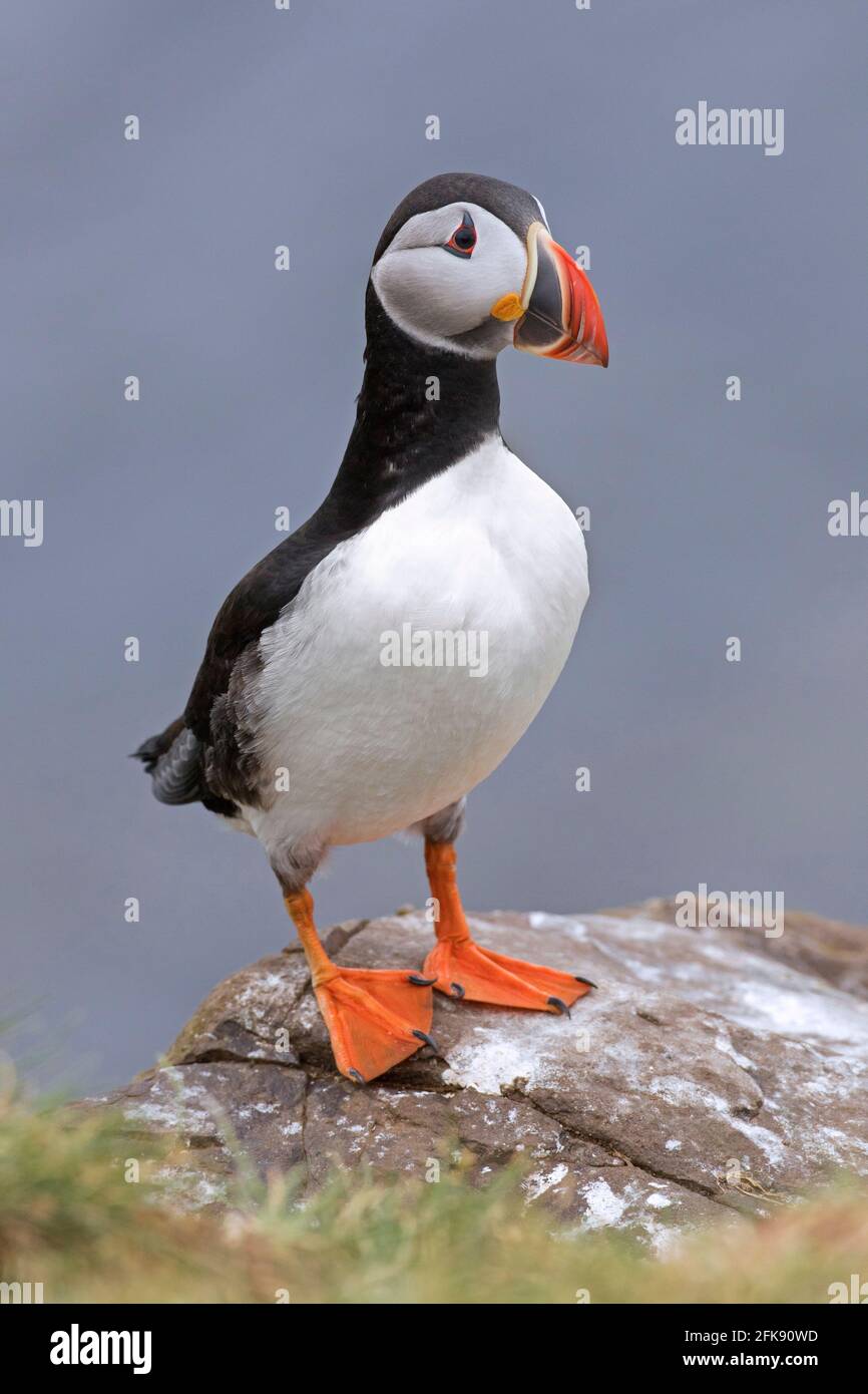 Atlantic puffin (Fratercula arctica) on cliff top showing coloured beak ...
