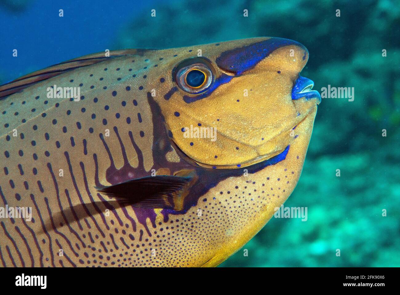 Close-up of bignose unicorn fish (Naso vlamingii), Palau, Micronesia ...