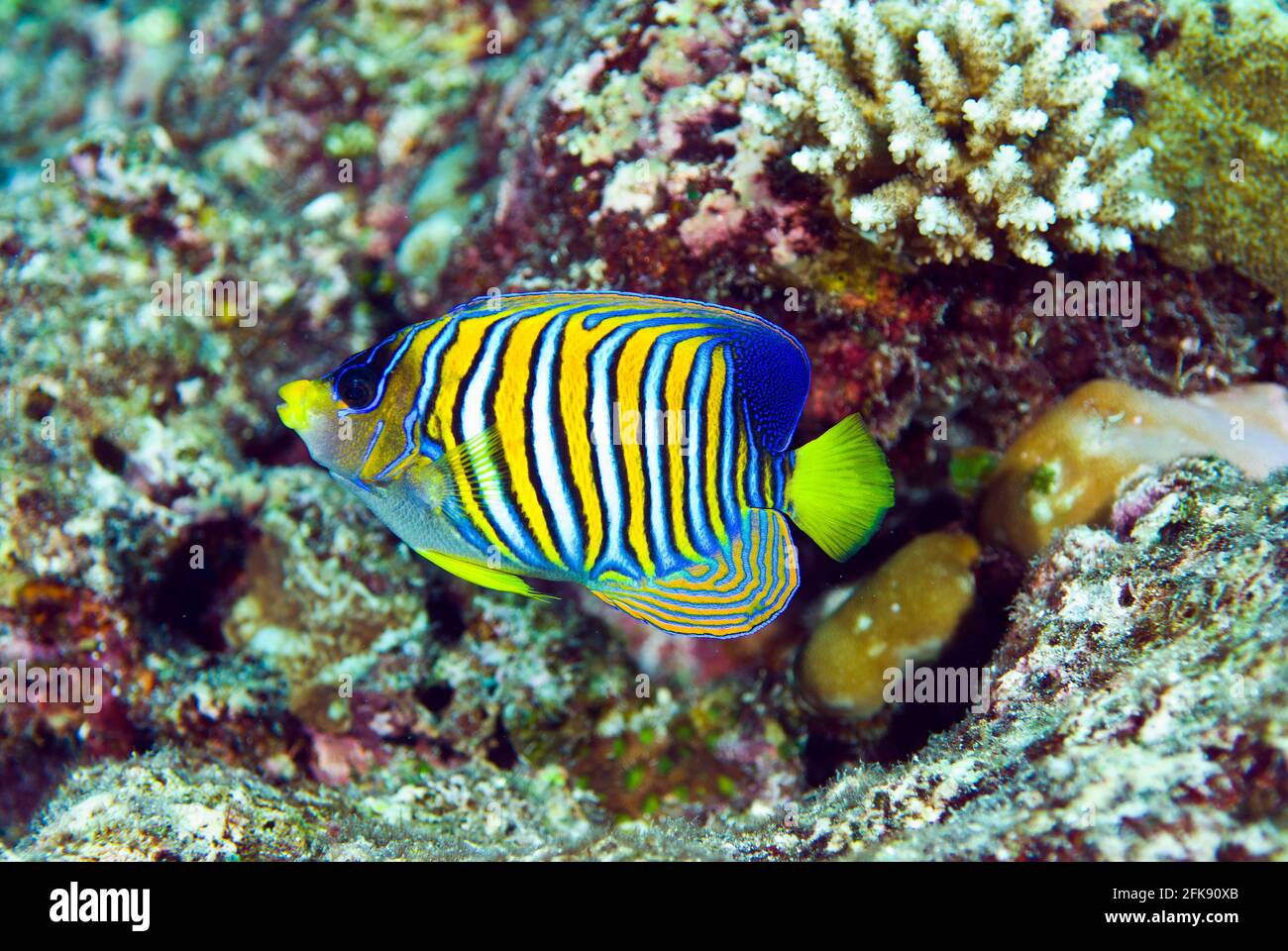 Regal angelfish (Pygoplites diacanthus), Palau, Micronesia Stock Photo ...