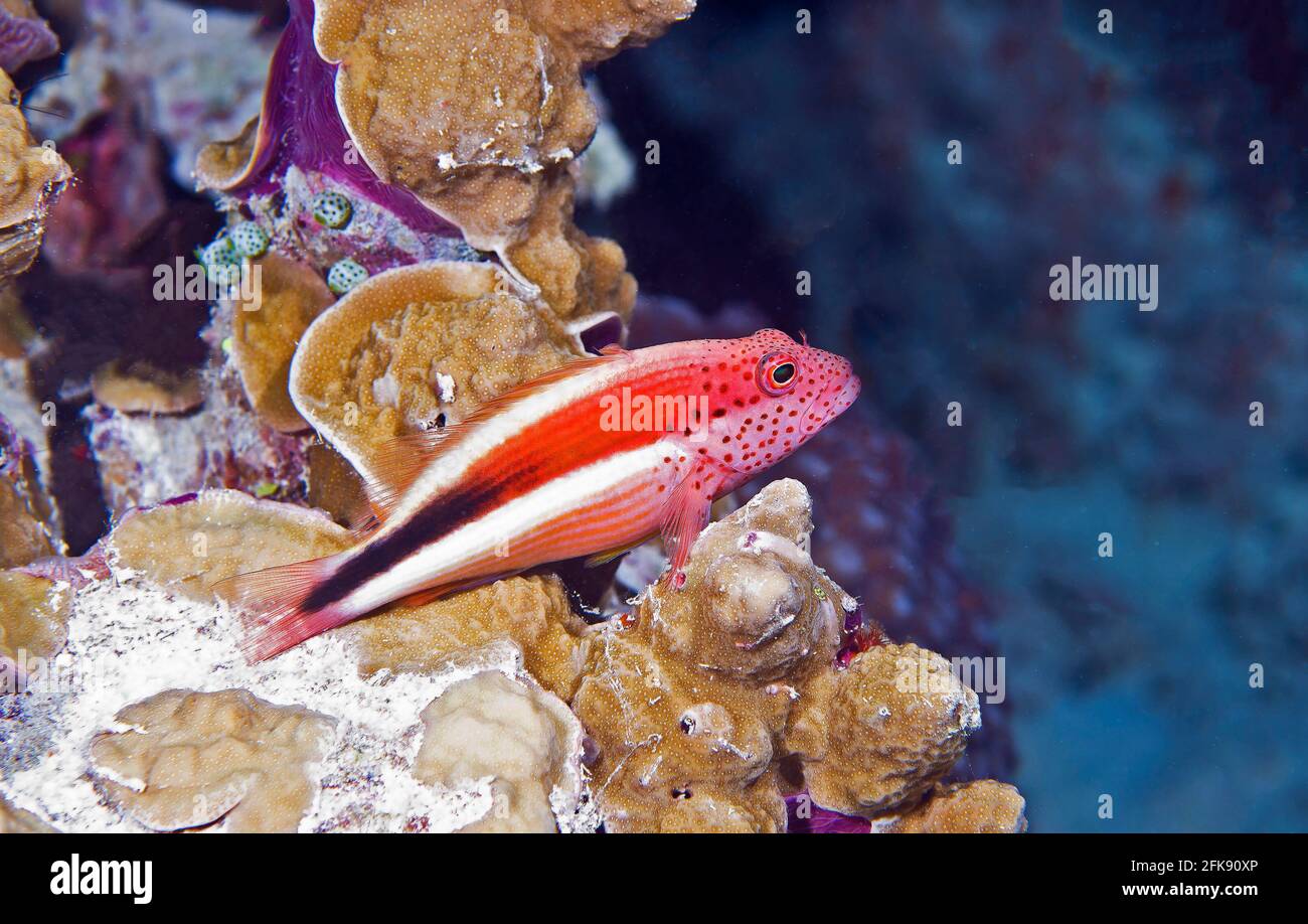 Palau fish hi-res stock photography and images - Alamy