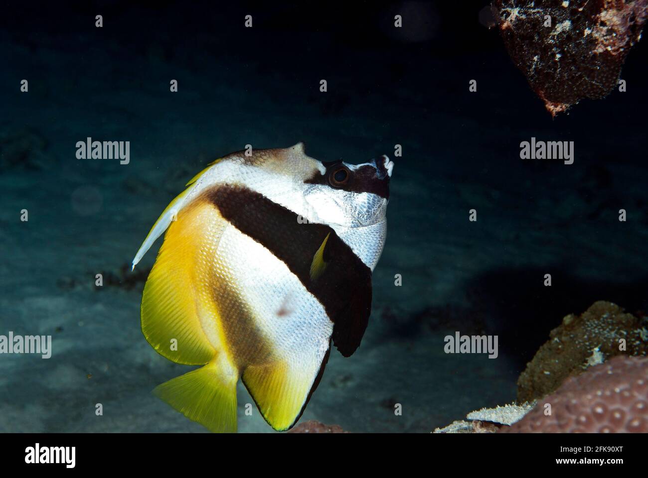 Masked bannerfish hi-res stock photography and images - Alamy