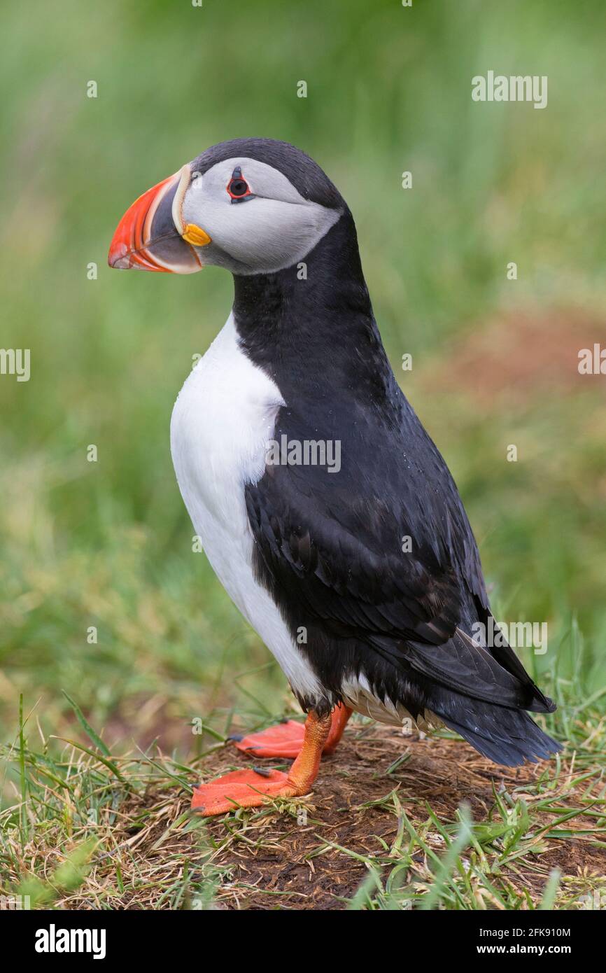Atlantic puffin (Fratercula arctica) showing coloured beak in the ...
