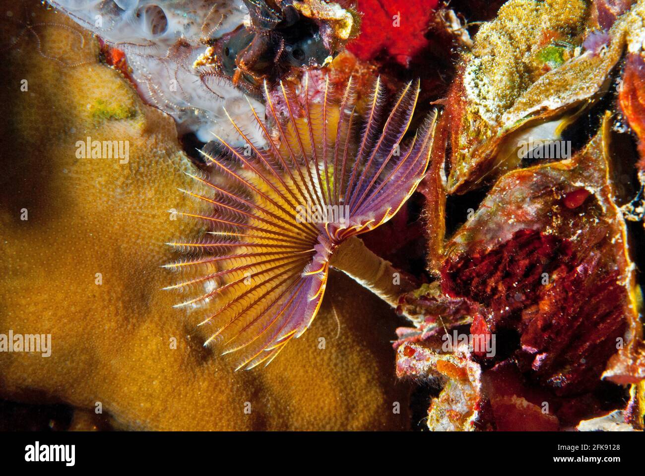 Sabellidae hi-res stock photography and images - Alamy