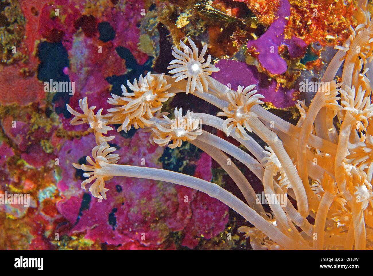 Anemone with extended polyps, feeding in current, with red background ...