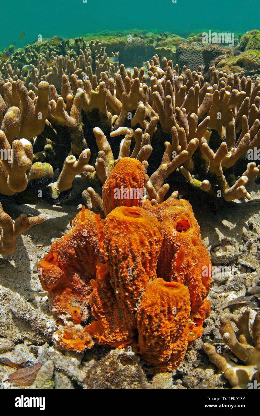Orange tube sponges and hard corals, Palau, Micronesia Stock Photo - Alamy