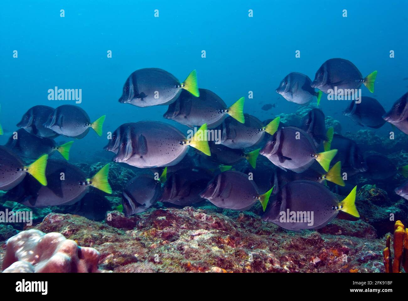 Large school of yellowtail surgeonfish (Prionurus punctatus) over coral ...