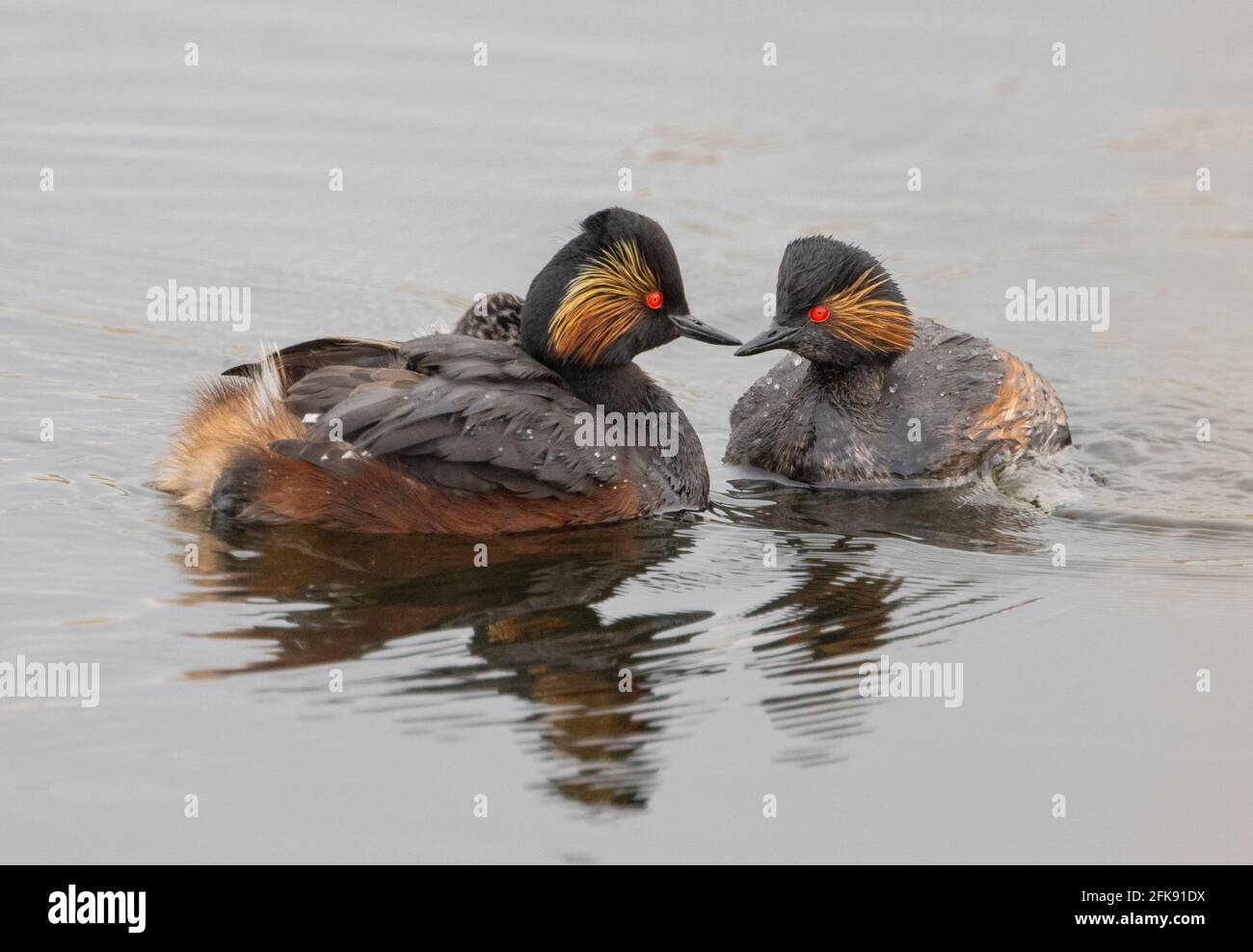 Black-necked (Eared) Grebe with young Stock Photo - Alamy