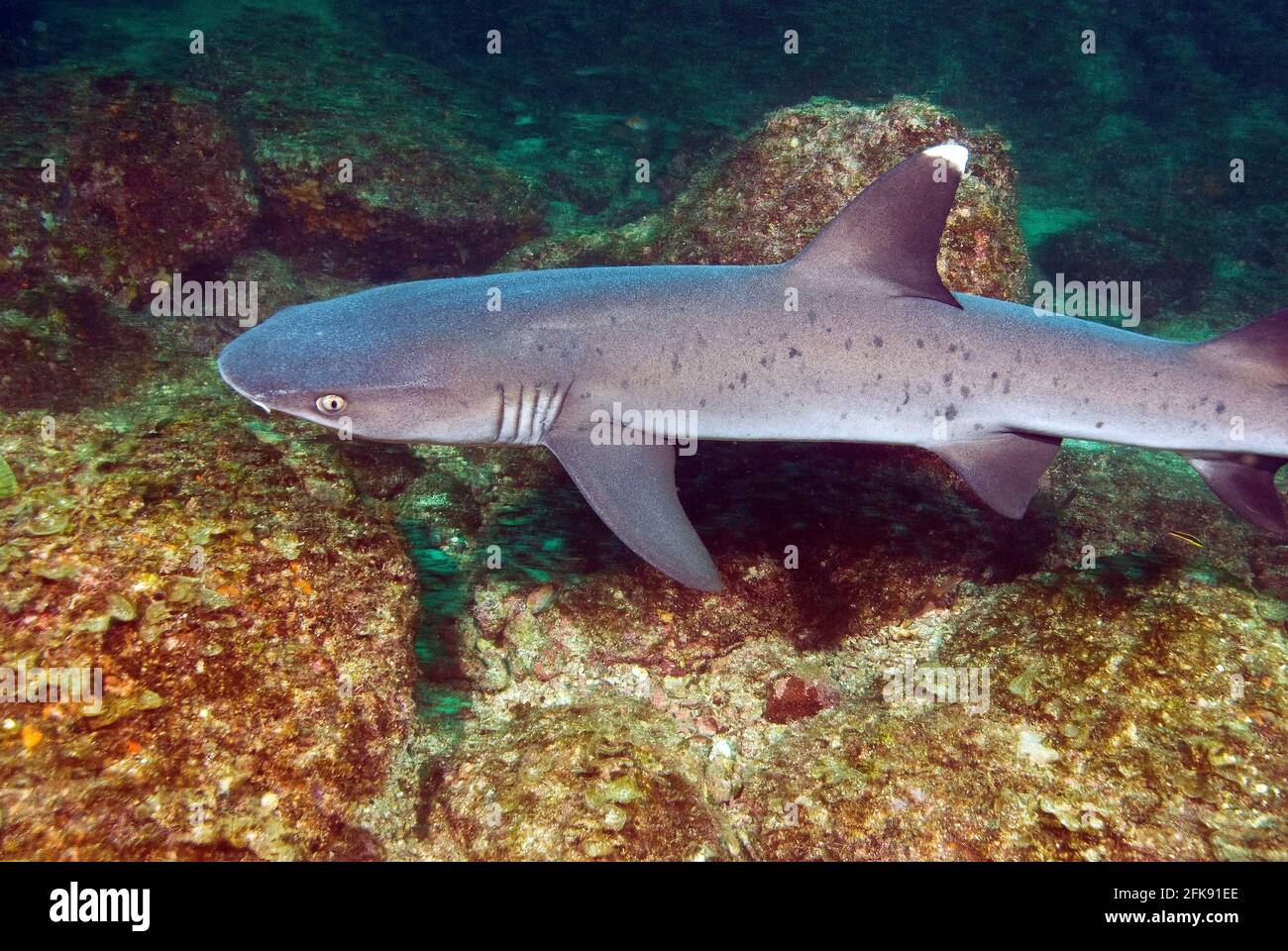 Shark panama hi-res stock photography and images - Alamy