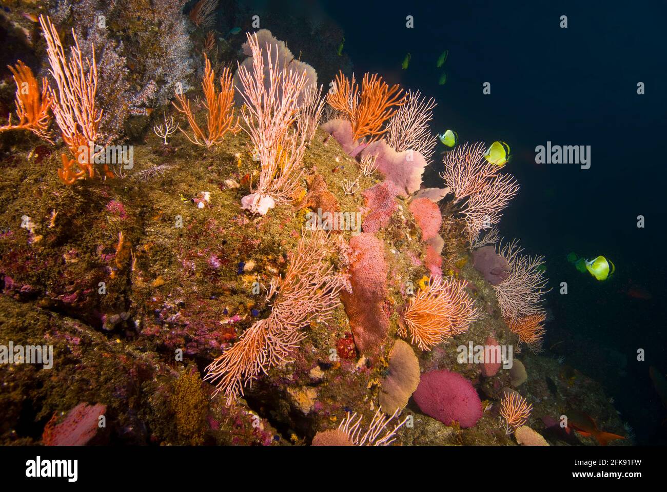Kaleidoscope of colors composed of sea fans, sponges, and corals, Coiba ...